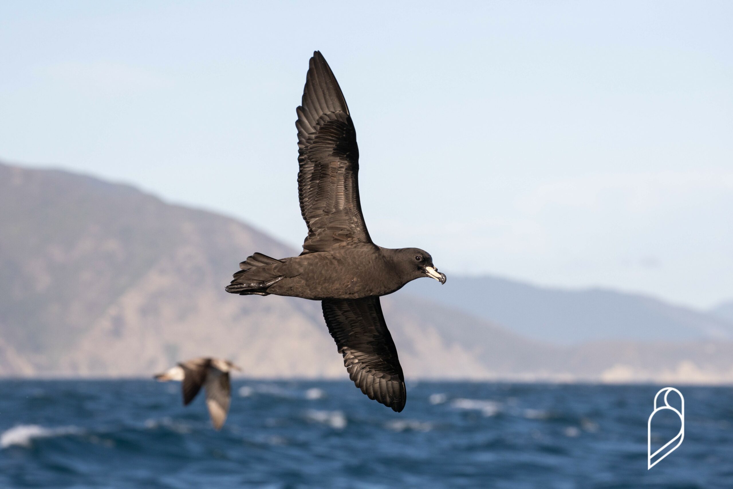 Bird Identification - New Zealand Bird Atlas