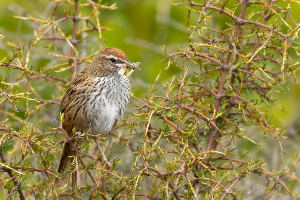 Cryptic Species and Playback Surveys - New Zealand Bird Atlas