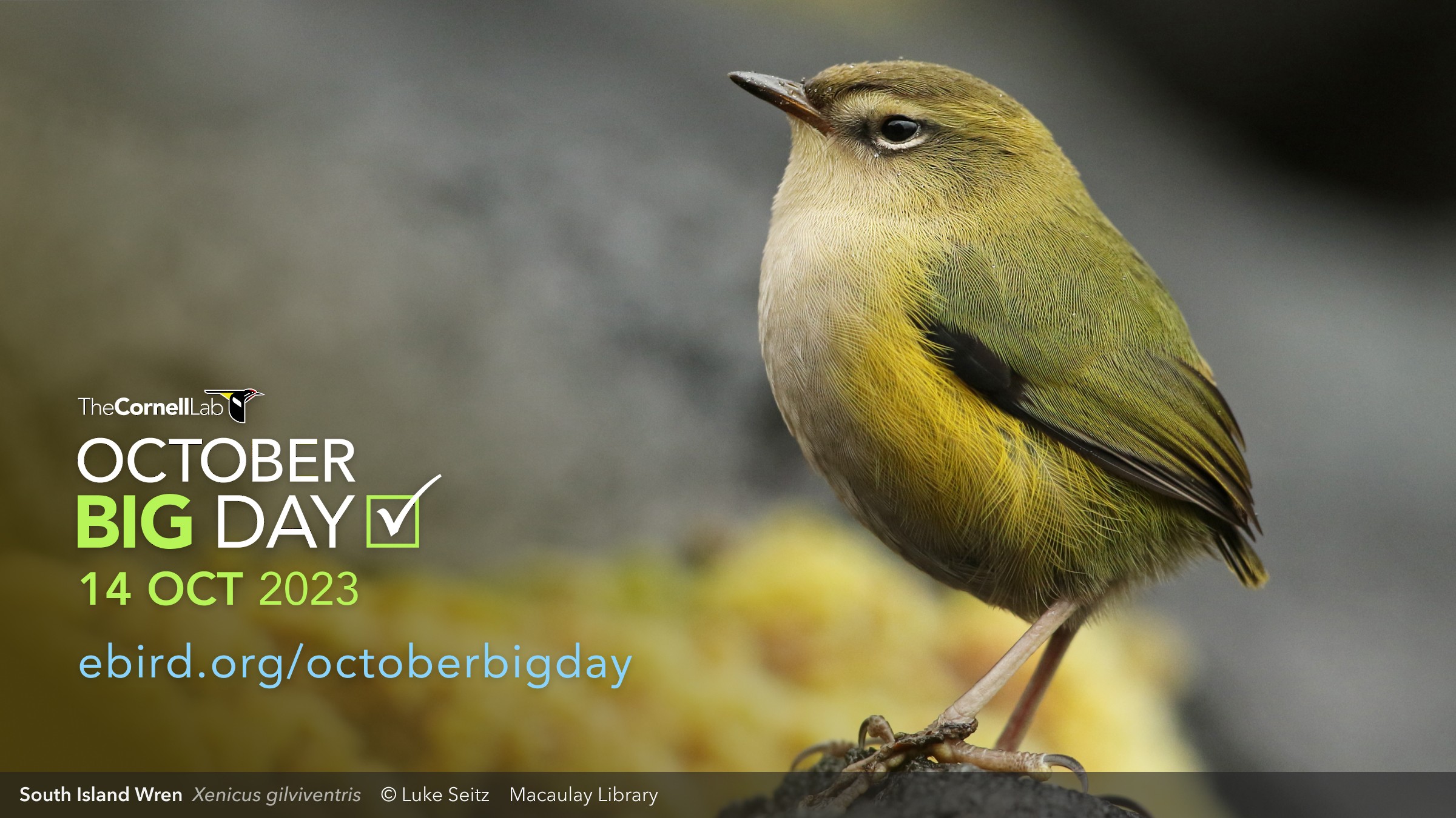 黎 October Big Day — 14 Oct 2023列 - New Zealand Bird Atlas