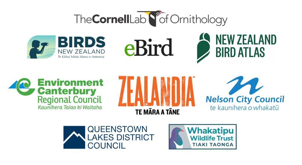 eBird Workshops in Aotearoa New Zealand - December 2023 - New Zealand ...