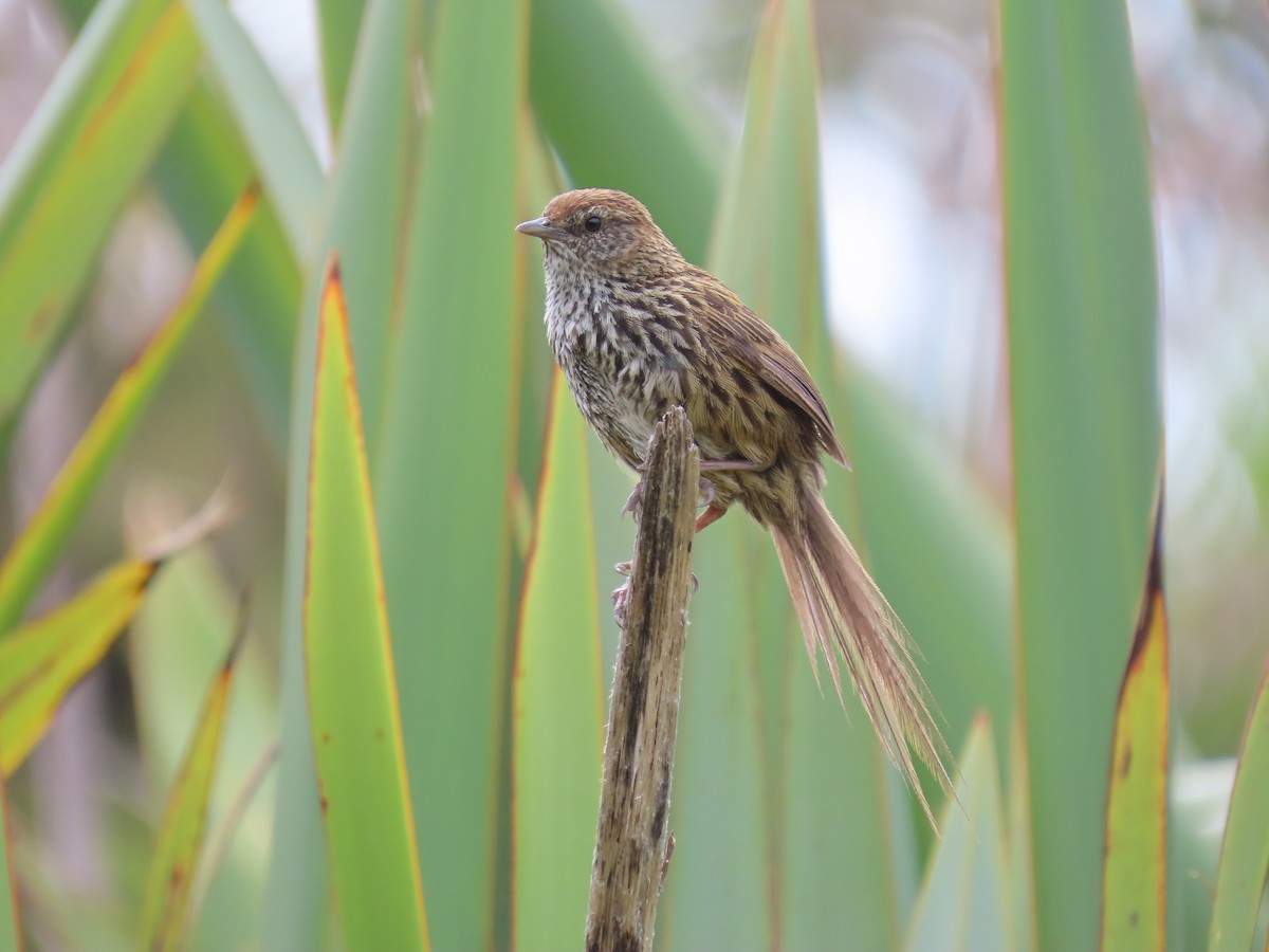 Young Birders New Zealand - New Zealand Bird Atlas