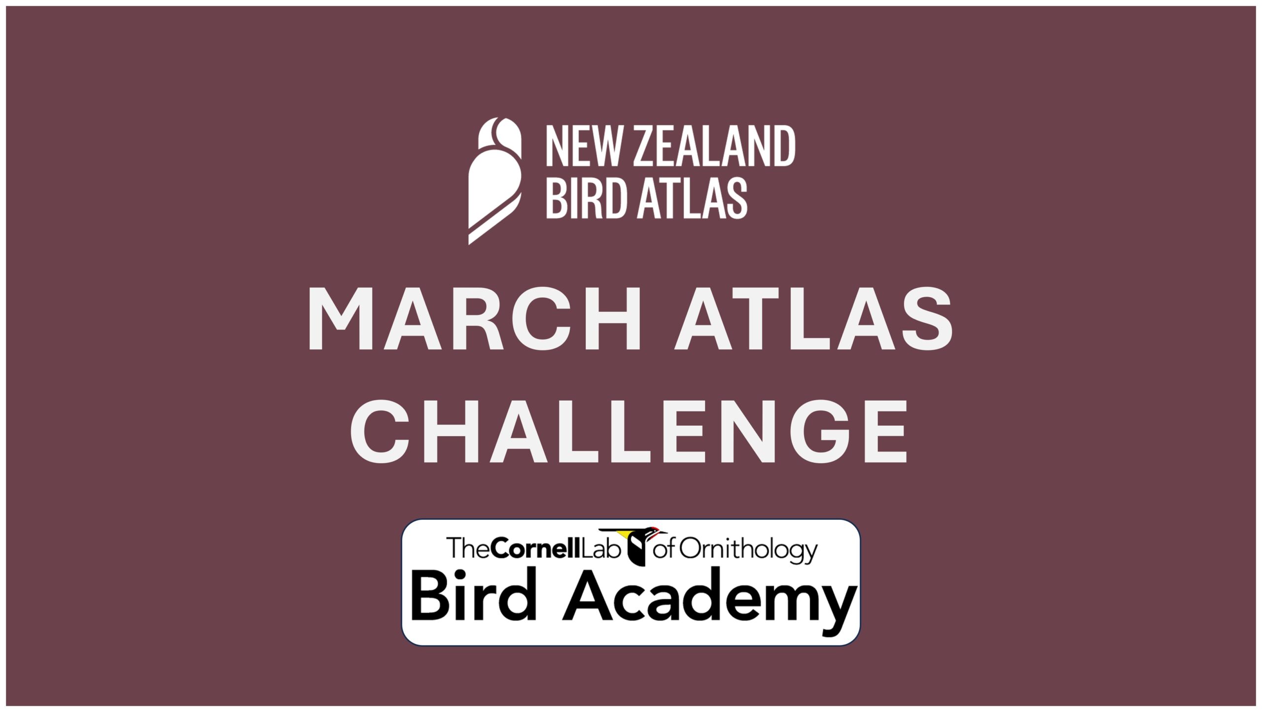 March 2024 Atlas Challenge Winner - Bev Alexander - New Zealand Bird Atlas