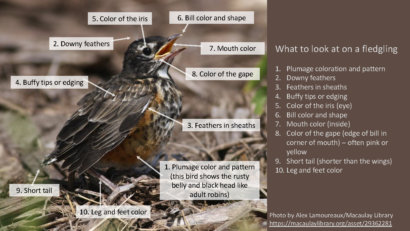 Guides to Recognizing Fledglings - New York Breeding Bird Atlas
