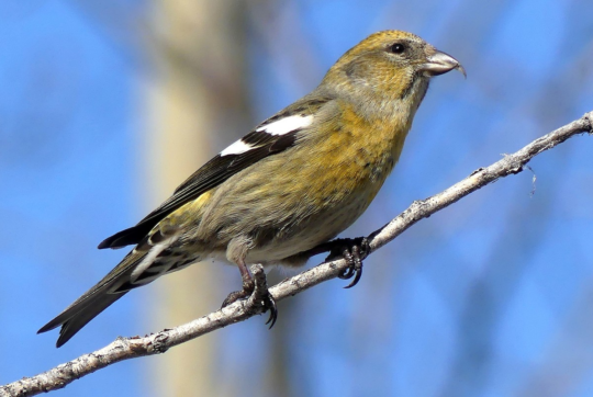 Breeding Calendar - New York Breeding Bird Atlas