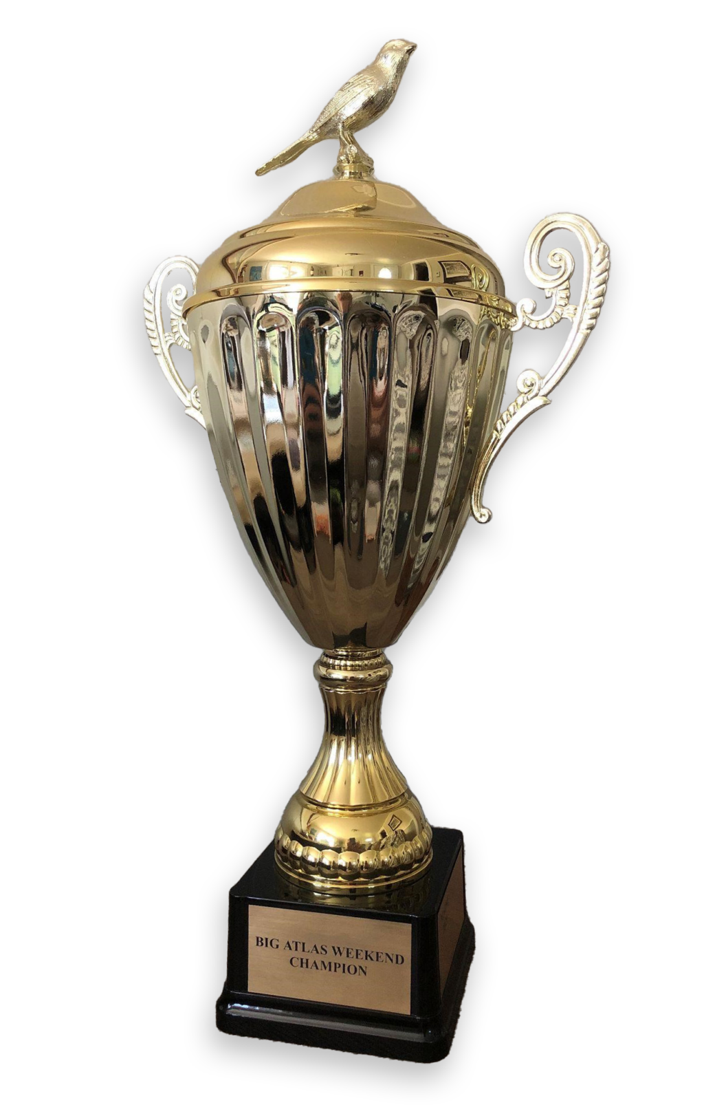 Big Atlas Weekend 2024 - New York Breeding Bird Atlas