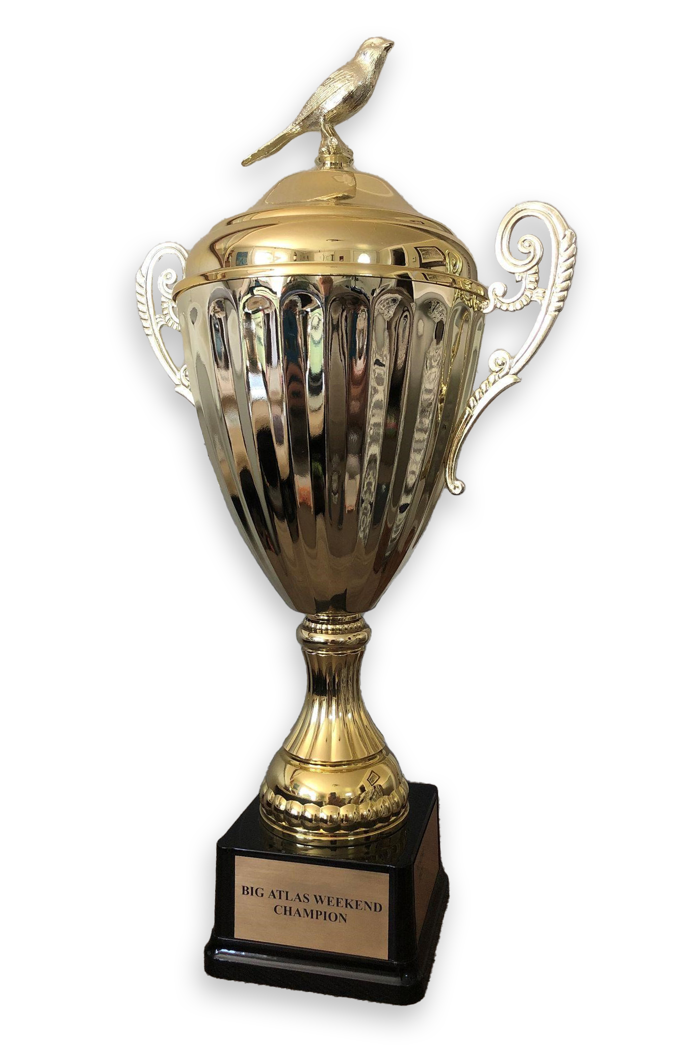 Big Atlas Weekend 2023 - New York Breeding Bird Atlas