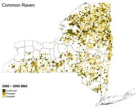 Species Spotlight - Common Raven - New York Breeding Bird Atlas