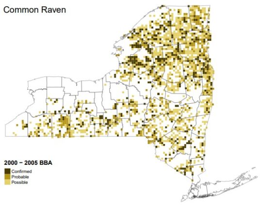 Species Spotlight - Common Raven - New York Breeding Bird Atlas