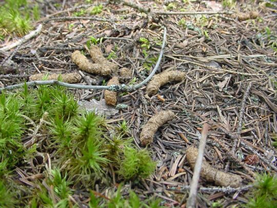 Species Spotlight - Spruce Grouse - New York Breeding Bird Atlas