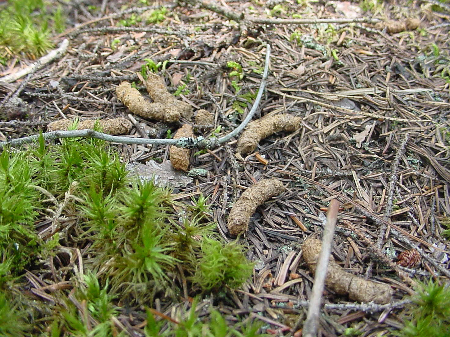 Species Spotlight - Spruce Grouse - New York Breeding Bird Atlas