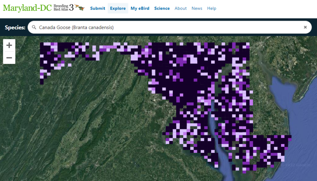 Species-specific atlasing - Maryland-DC Breeding Bird Atlas