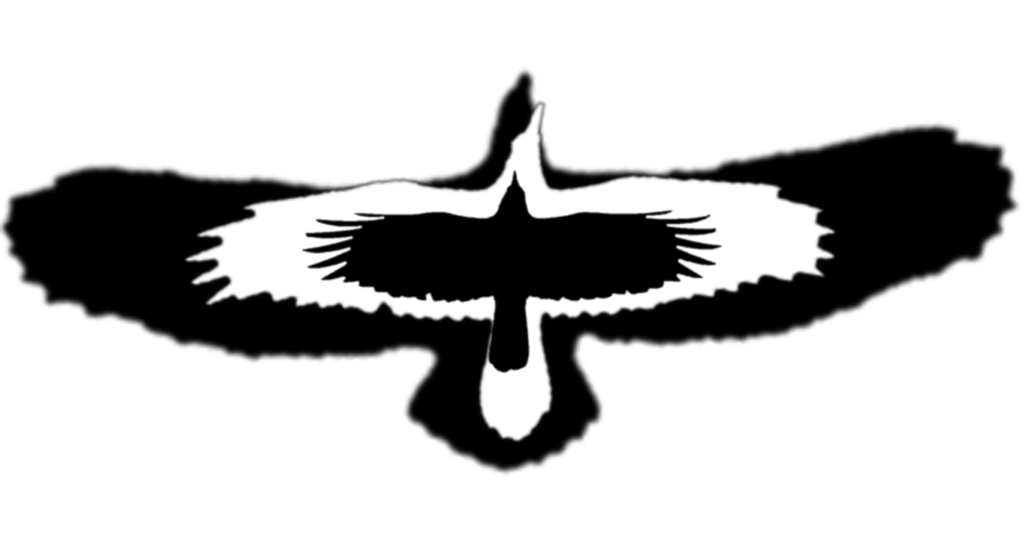 April 2023 – Bird of the Month – Common Raven - Maryland-DC Breeding ...