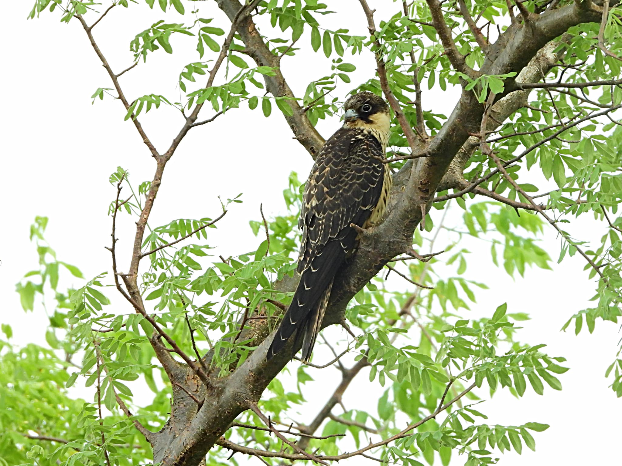 2021 July to December Recent Sightings Report - eBird Zambia