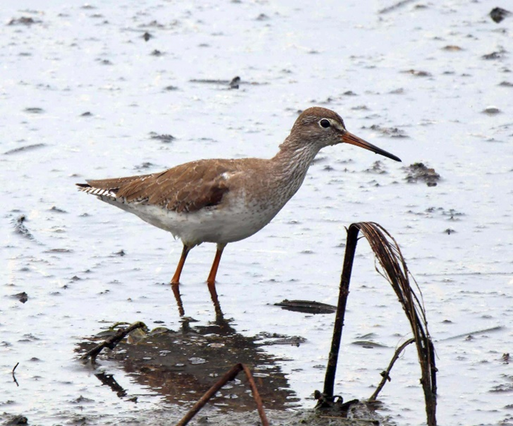 A Redshank and a Waterbird Count at Huntley Farm, Chisamba, in January ...