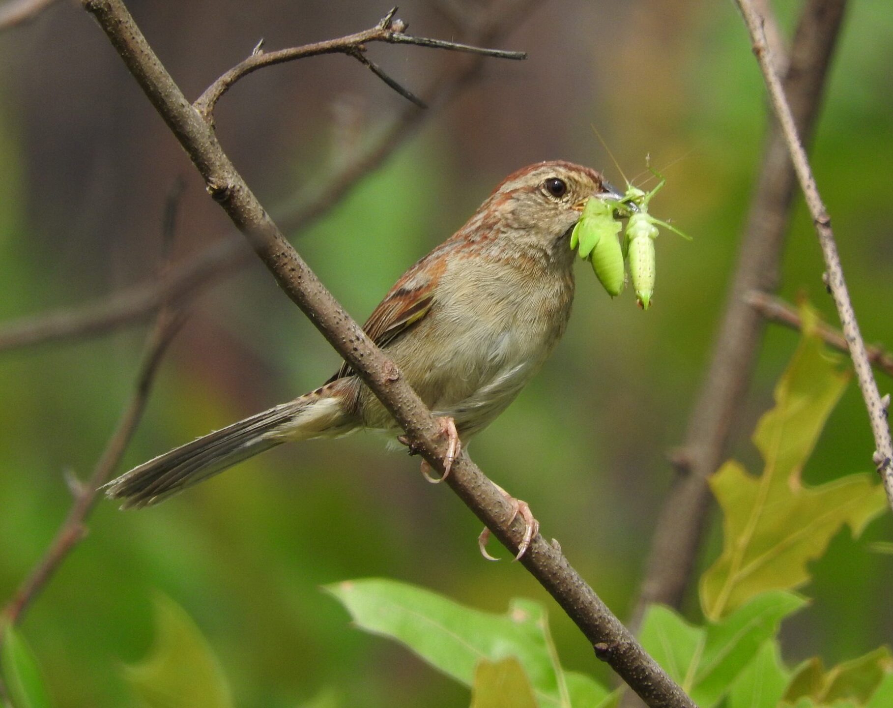 Understanding Breeding Codes - North Carolina Bird Atlas