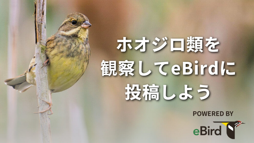 ホオジロのなかまを観察しよう‐Bunting Count - eBird Japan