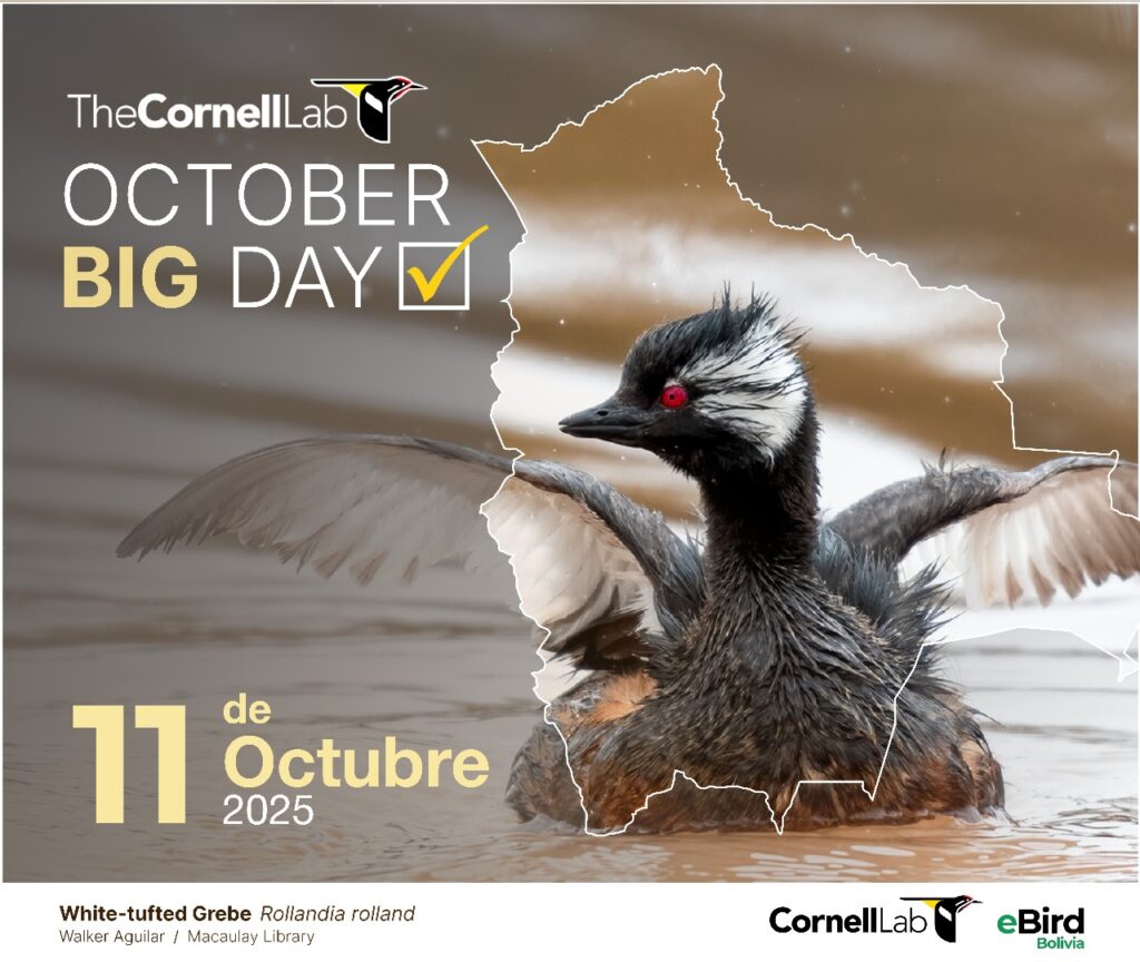 Participa del desafío "eBirder" del mes de Octubre - eBird Bolivia