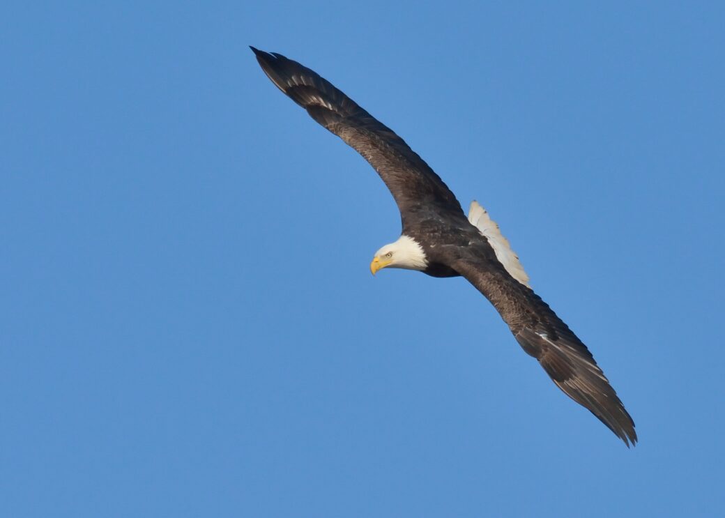 January Atlasing Spotlight: Great Horned Owls, Bald Eagles, and Barred Owls - Pennsylvania Bird ...