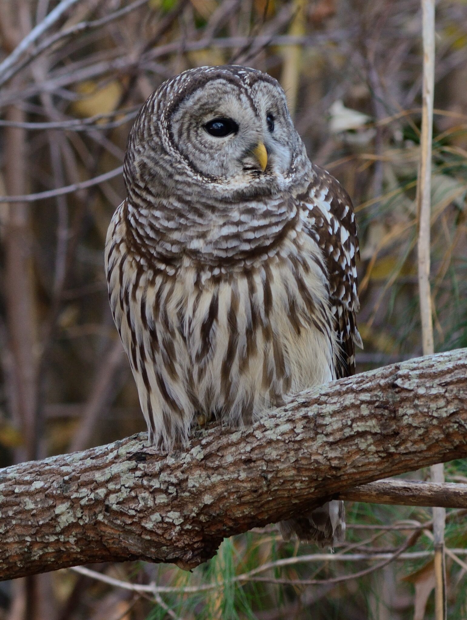 Nocturnal Surveys - Pennsylvania Bird Atlas