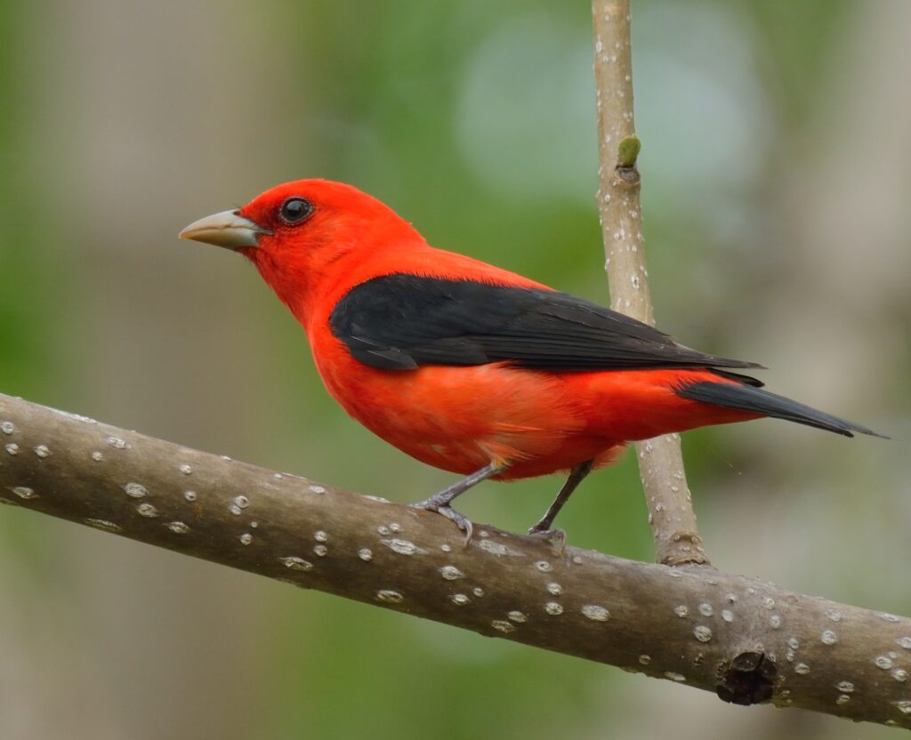 Atlaser Resources - Pennsylvania Bird Atlas