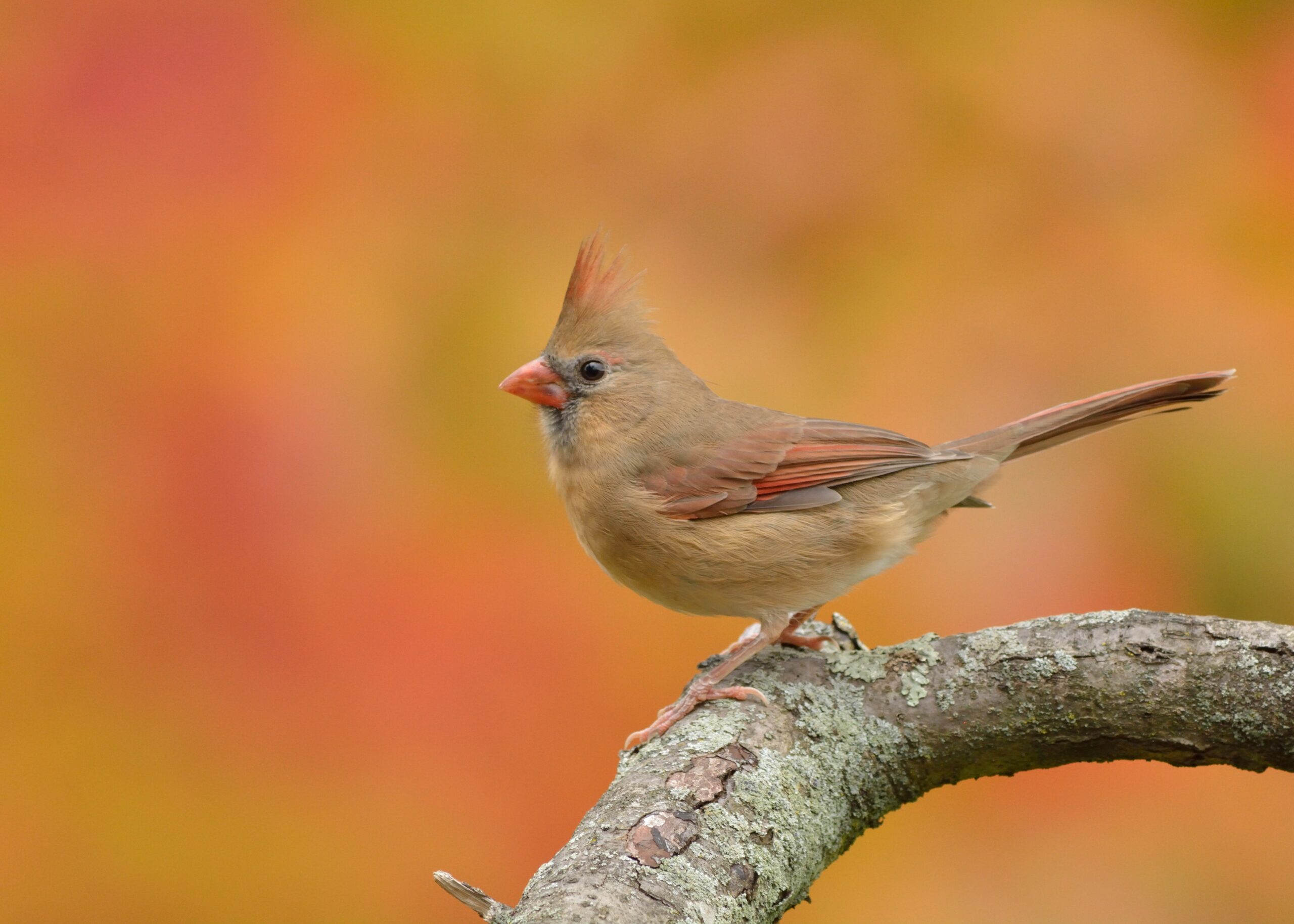 Tutorials, Printables, and Other Resources - Pennsylvania Bird Atlas