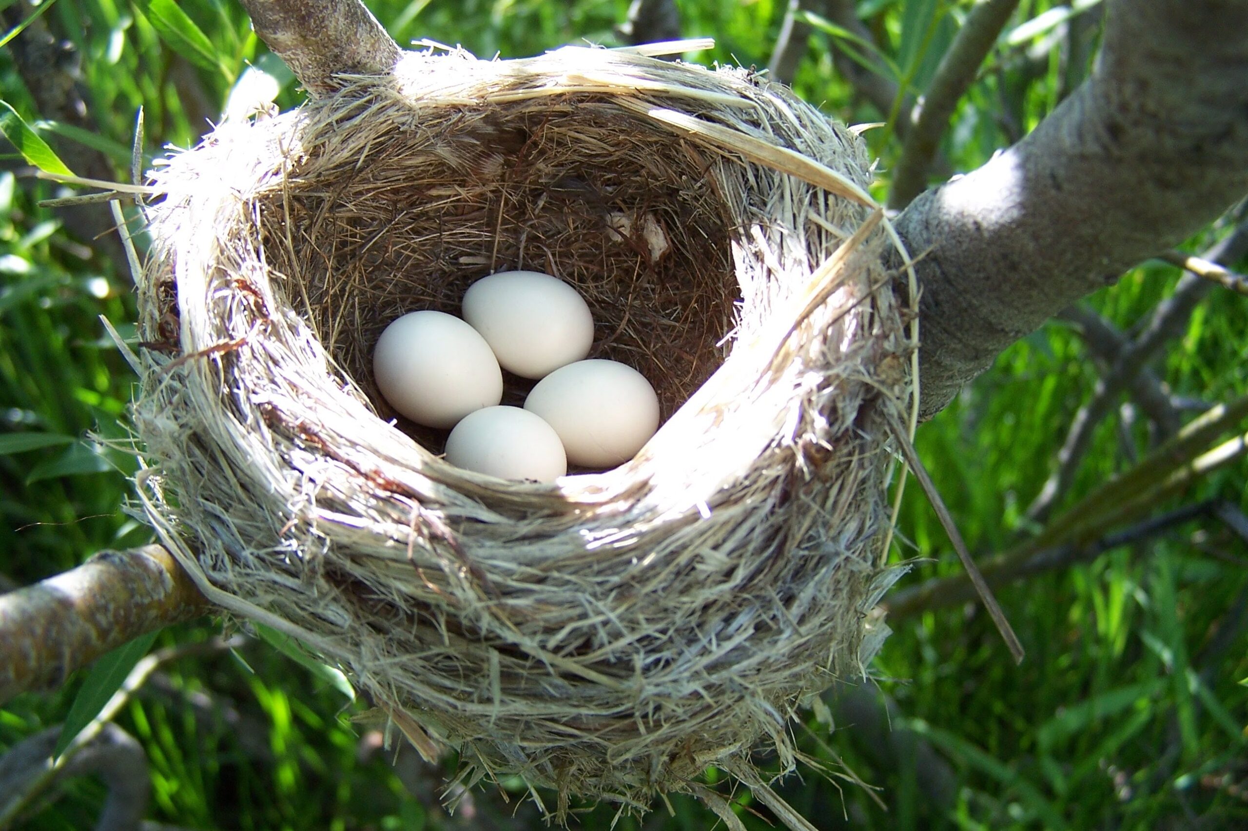 Understanding Breeding Codes - Pennsylvania Bird Atlas