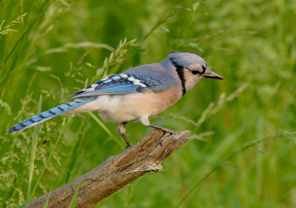 Pennsylvania Bird Atlas - Discover a new world of birding...