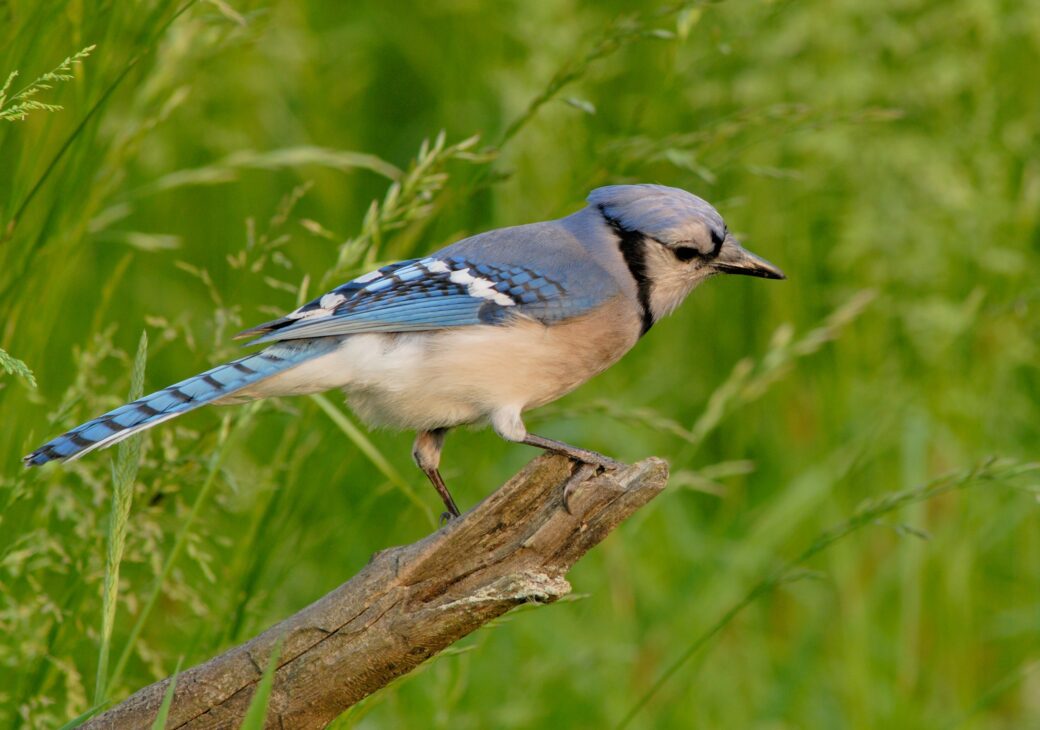 Pennsylvania Bird Atlas - Discover a new world of birding...