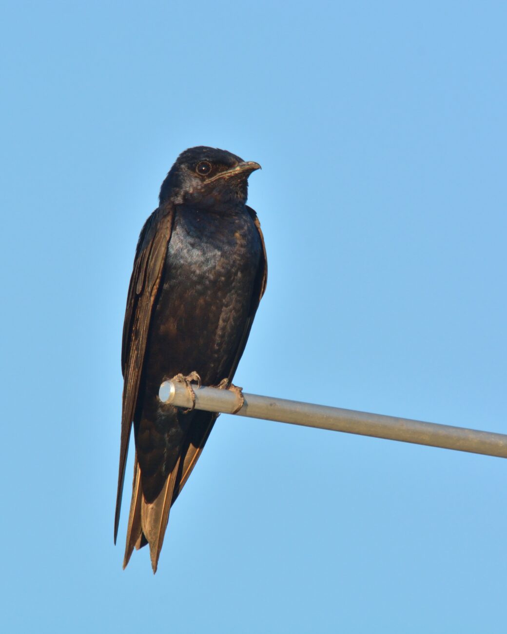 Priority Species - Pennsylvania Bird Atlas