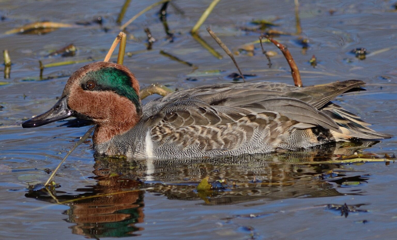 About eBird - Pennsylvania Bird Atlas