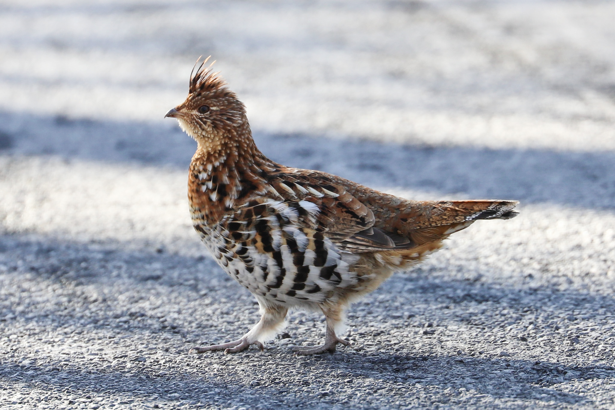 Handbooks - Pennsylvania Bird Atlas