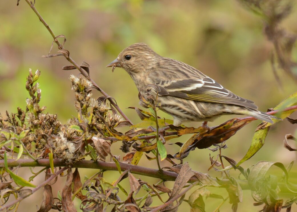 Pennsylvania Bird Atlas - Discover a new world of birding...