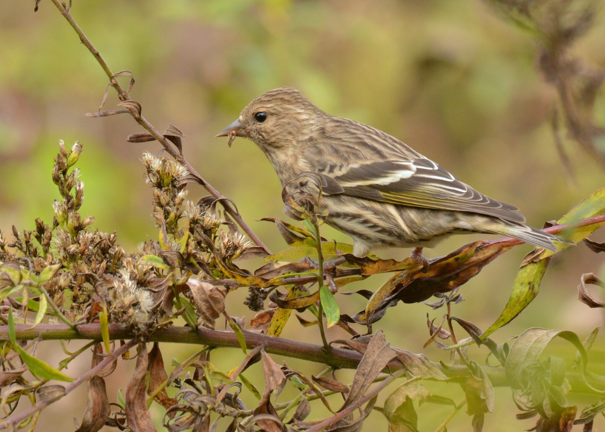 Pennsylvania Bird Atlas - Discover a new world of birding...
