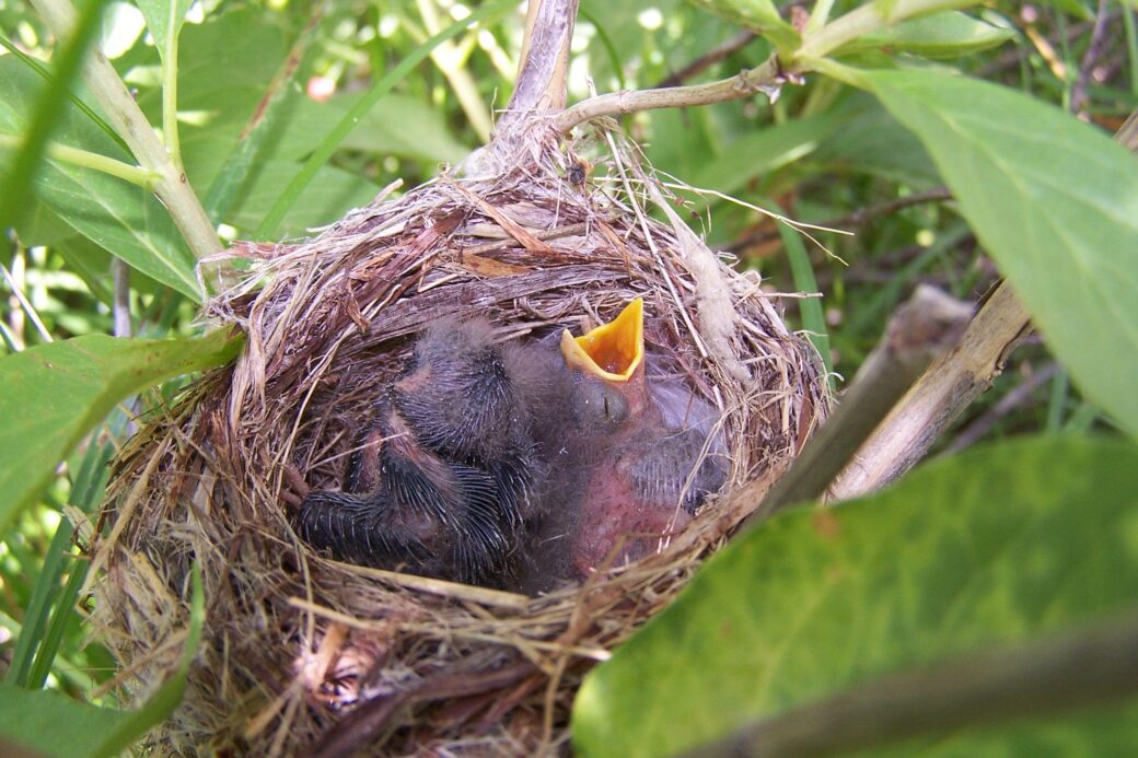 Breeding Codes Pennsylvania Bird Atlas