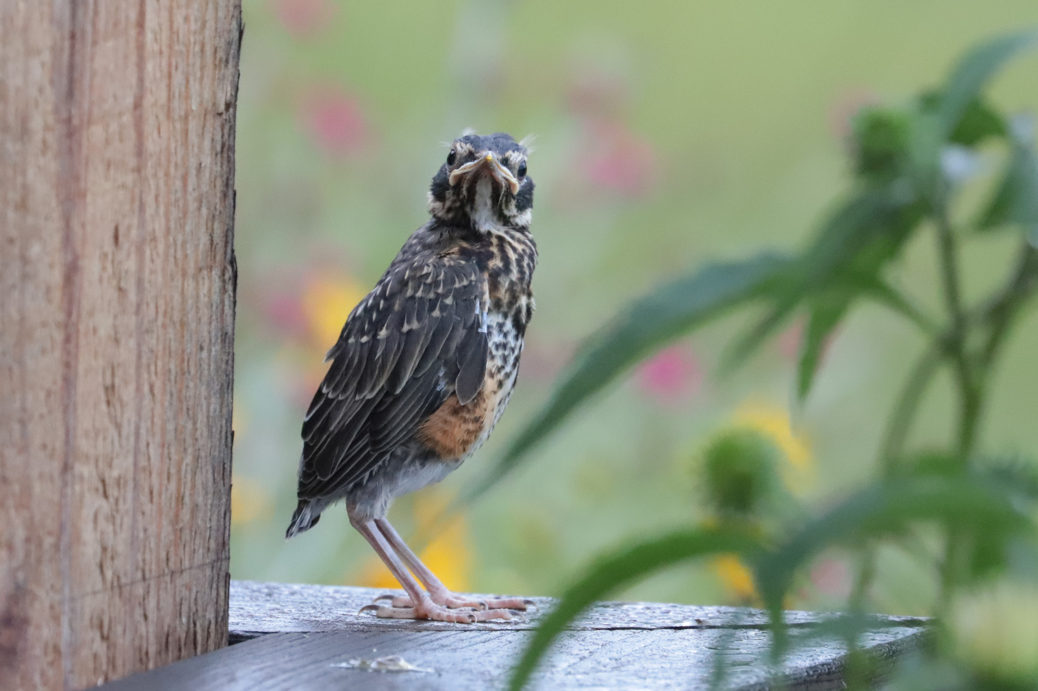 Pennsylvania Bird Atlas - Discover a new world of birding...