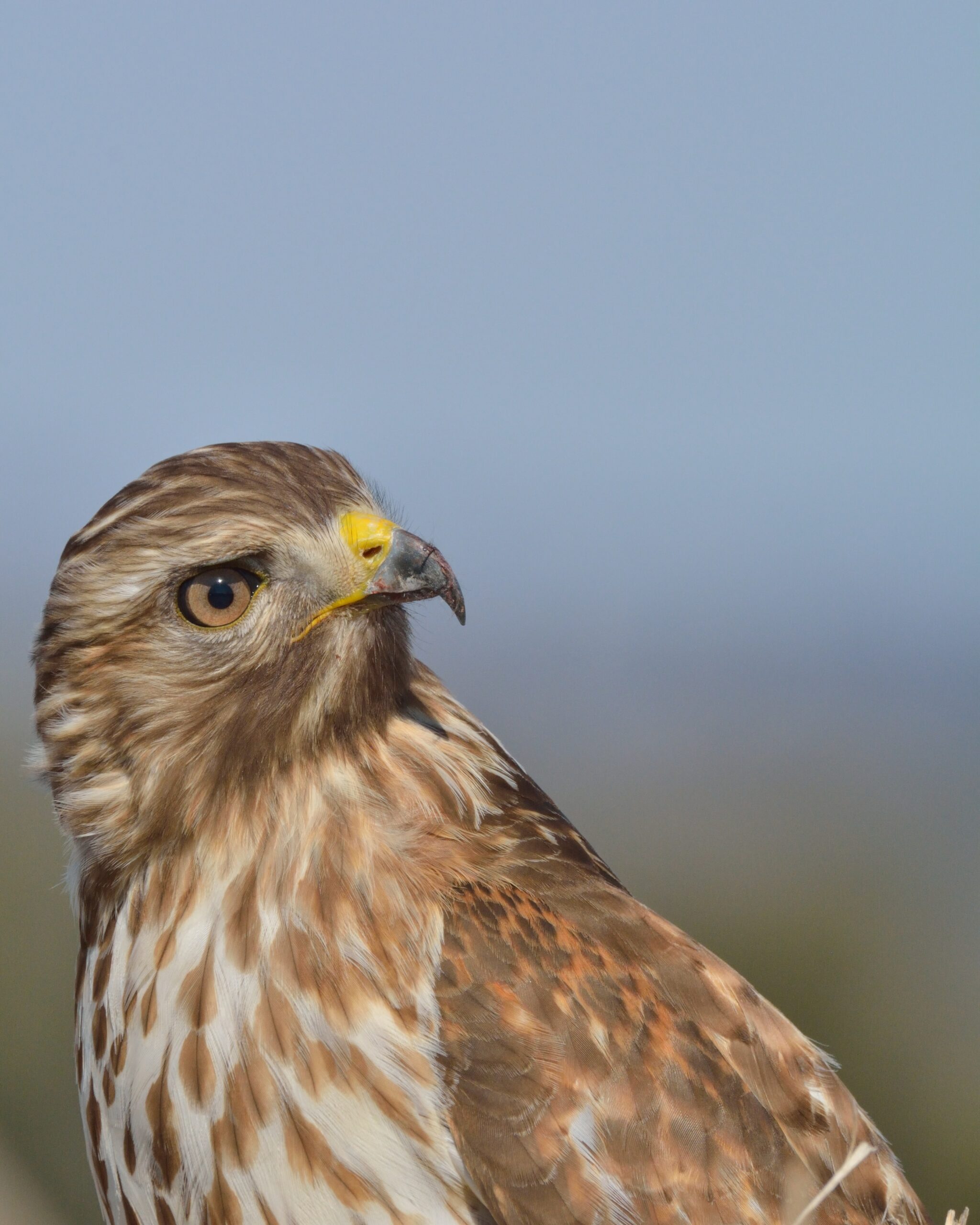Pennsylvania Bird Atlas - Discover a new world of birding...