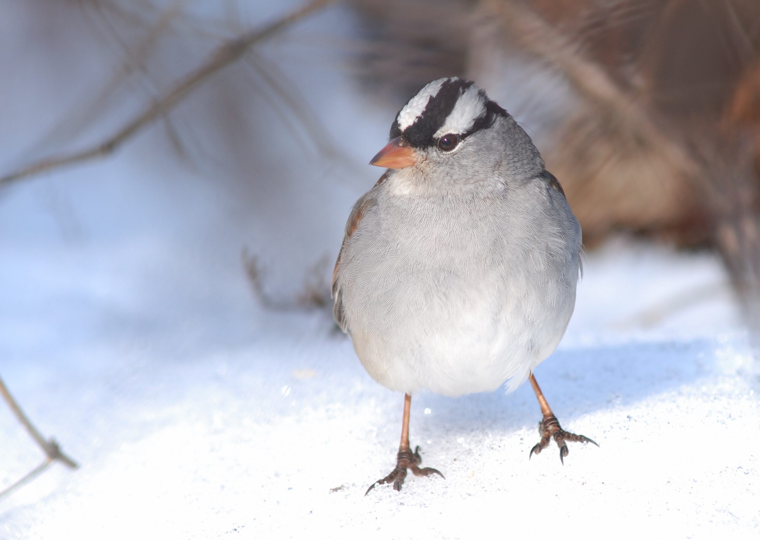 Winter Atlas FAQs - Pennsylvania Bird Atlas