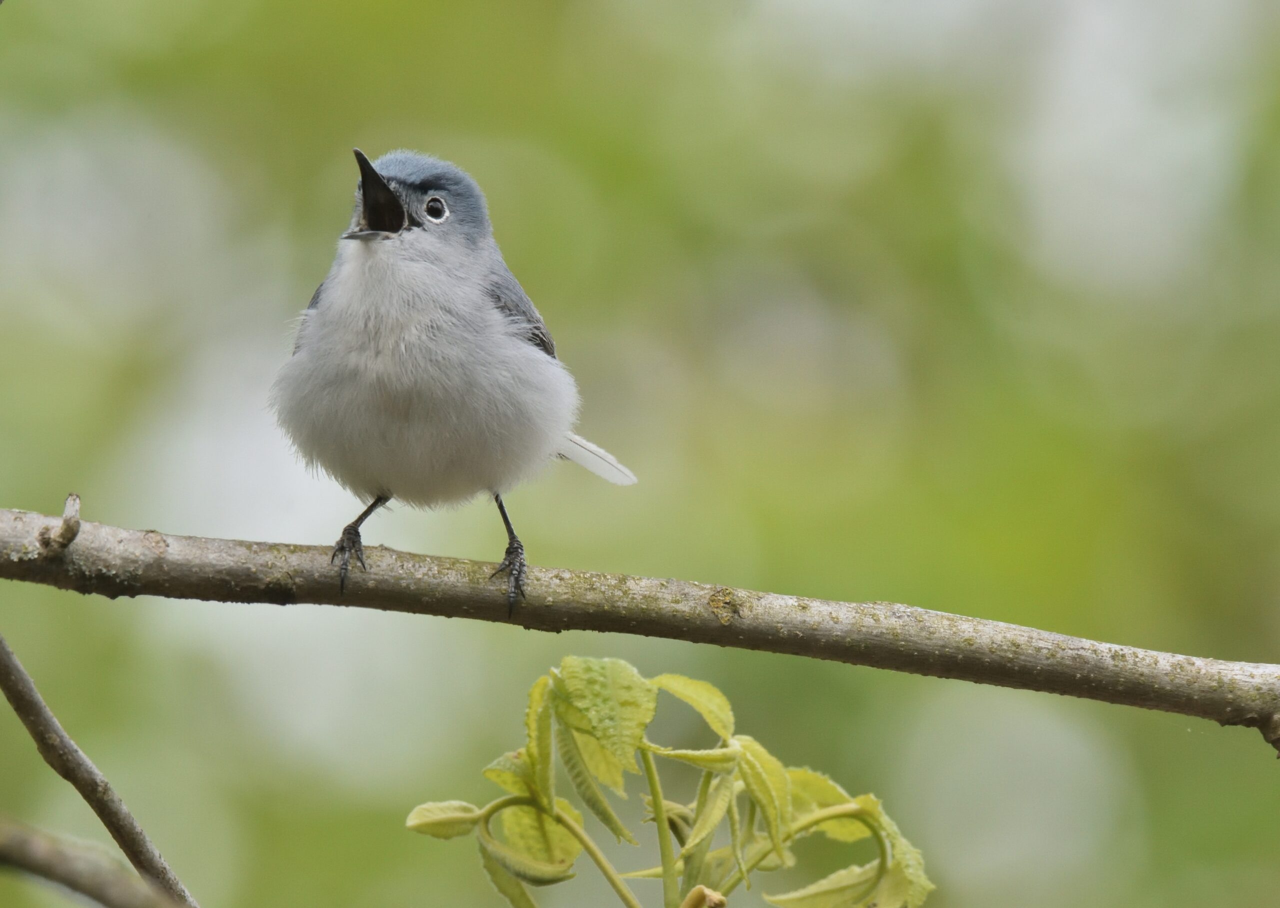 Pennsylvania Bird Atlas - Discover a new world of birding...